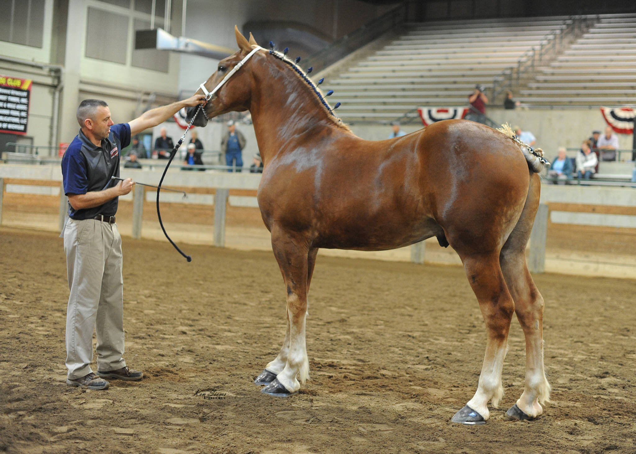 Belgian Draft Horse Corporation | Colors and Markings