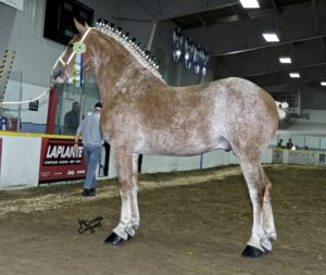 Belgian Draft Horse Corporation | Colors and Markings