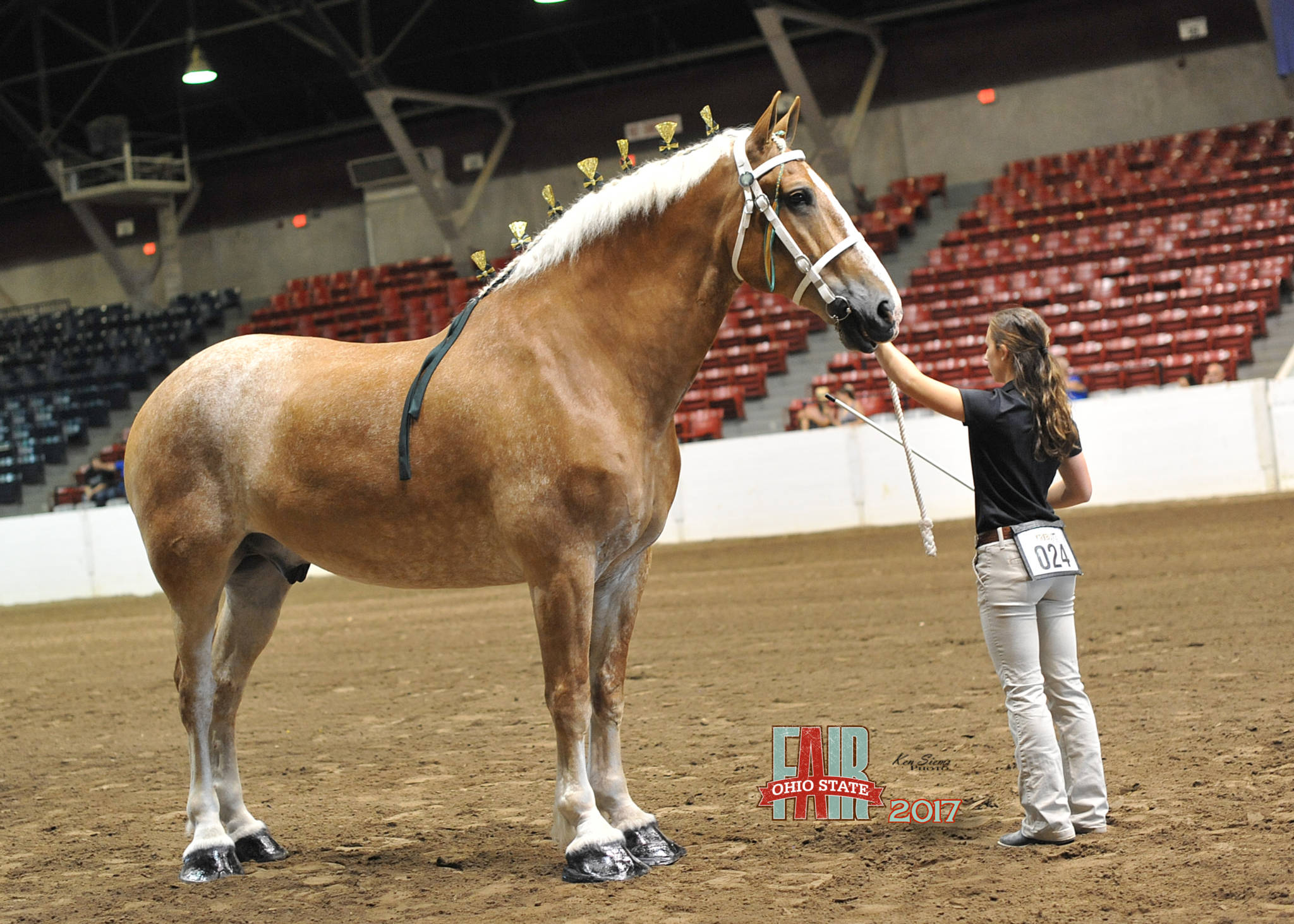 Belgian Draft Horse Corporation | Youth Guidelines