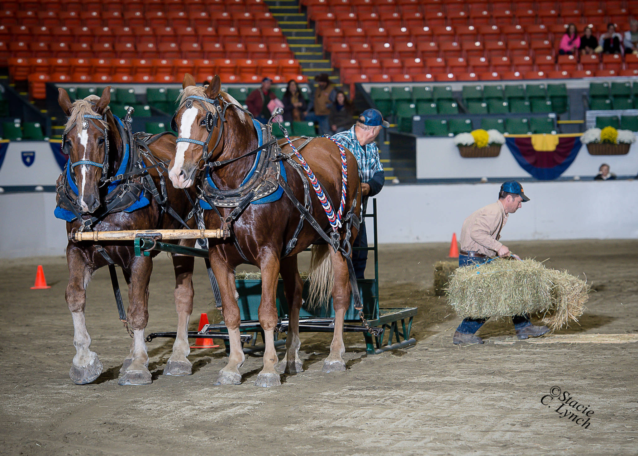 Belgian Draft Horse Corporation | Belgians in Action