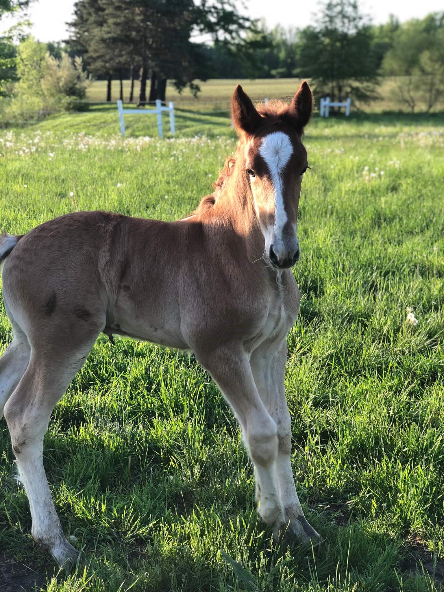 Belgian Draft Horse Corporation | Fast Facts