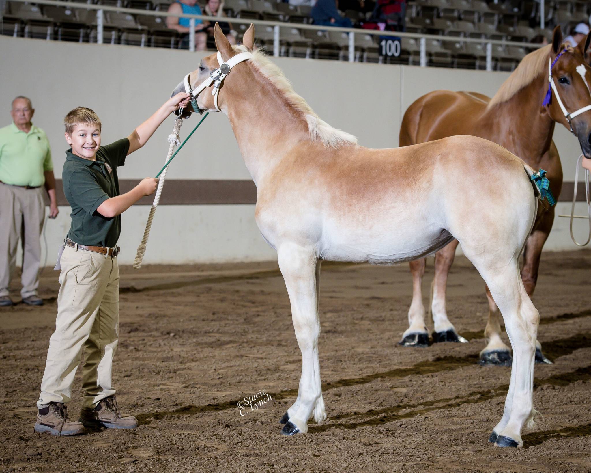 Belgian Draft Horse Corporation | Colors and Markings