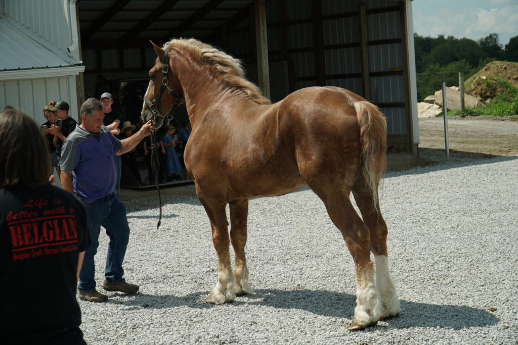Belgian Draft Horse Corporation | Belgian Draft Horse Expo