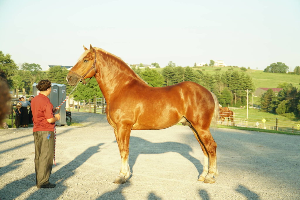 Belgian Draft Horse Corporation | Belgian Draft Horse Expo